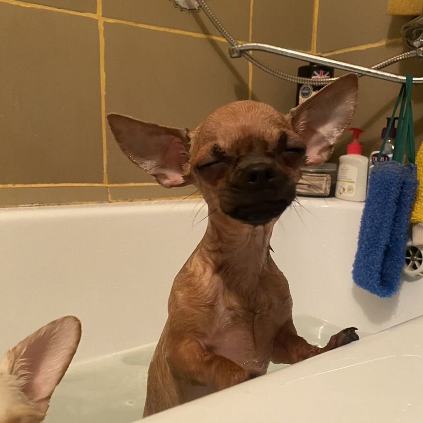 Вязка кобель чихуахуа