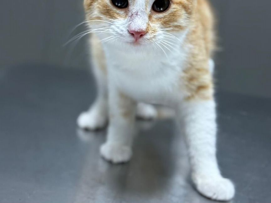 Котик ищет дом