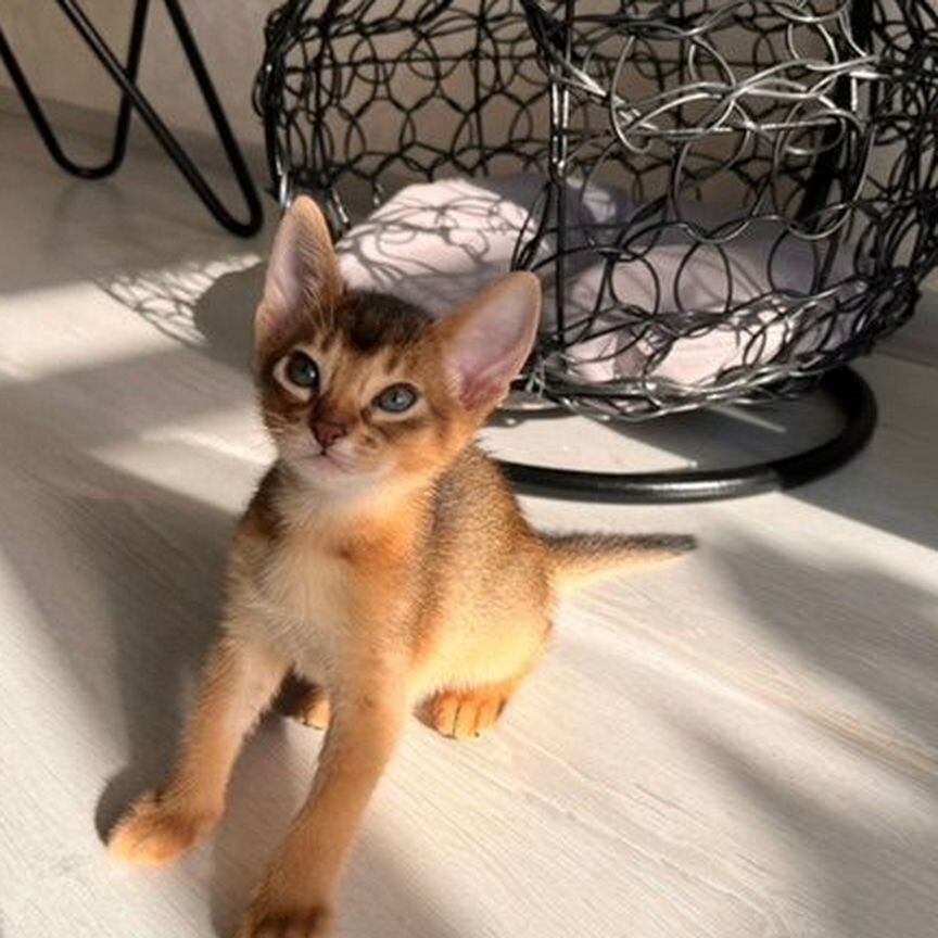 Абиссинский котёнок