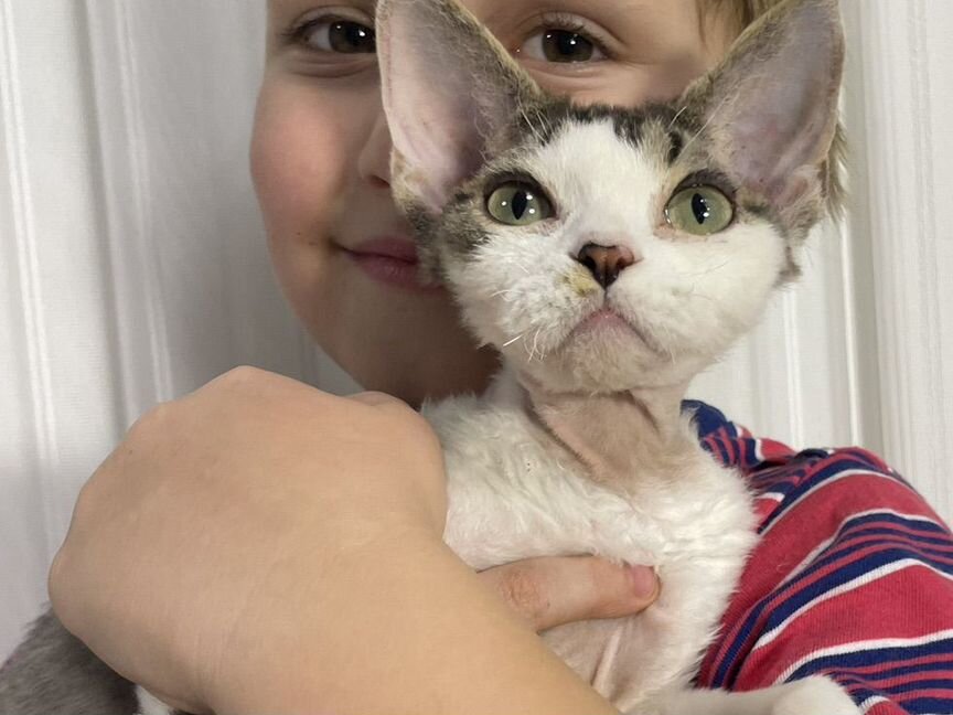 Девон-рекс мальчик Микки Маус