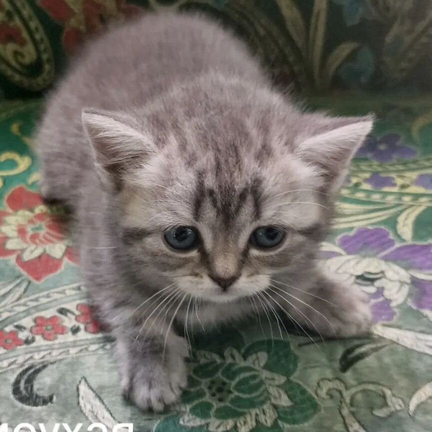 Шотландский вислоухий короткошёрстный котёнок