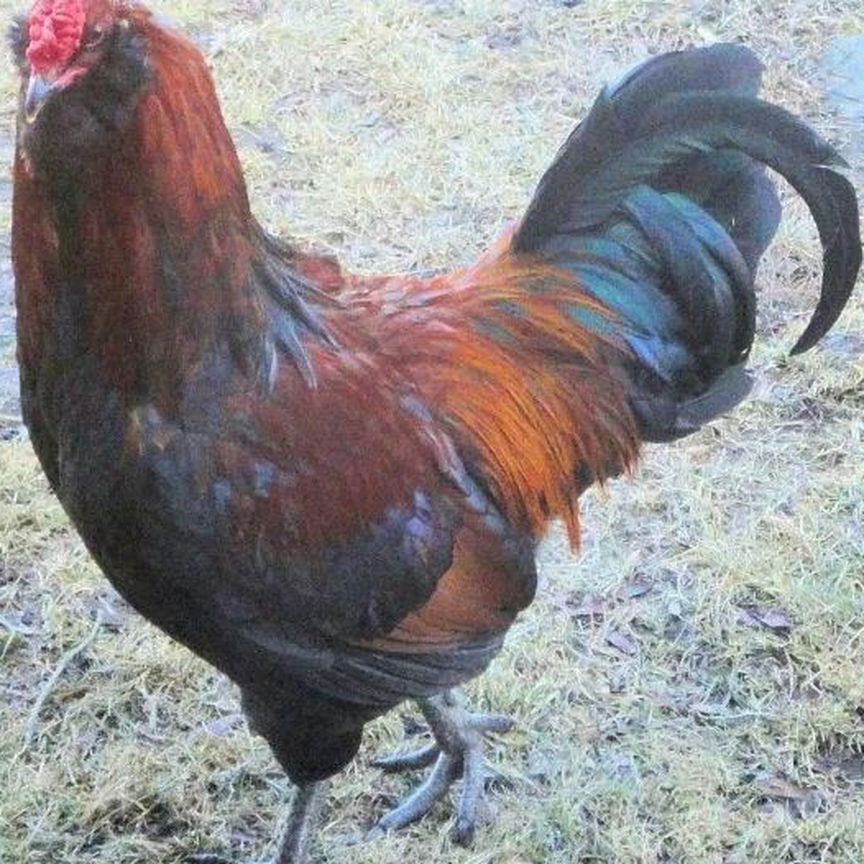 Продам петуха
