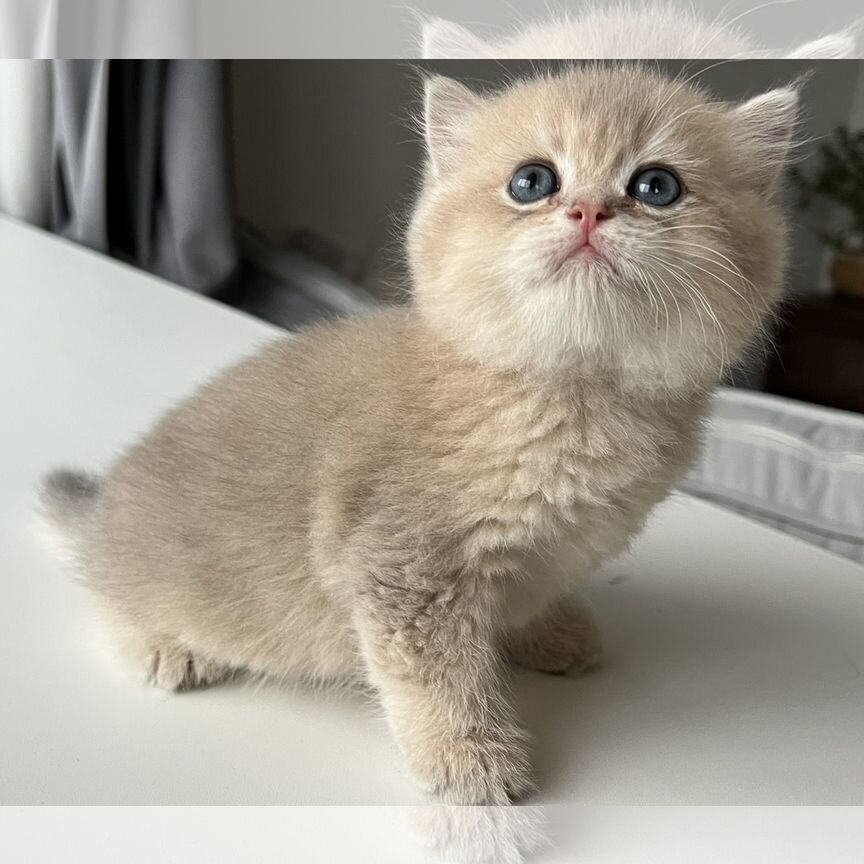 Британский короткошёрстный котёнок