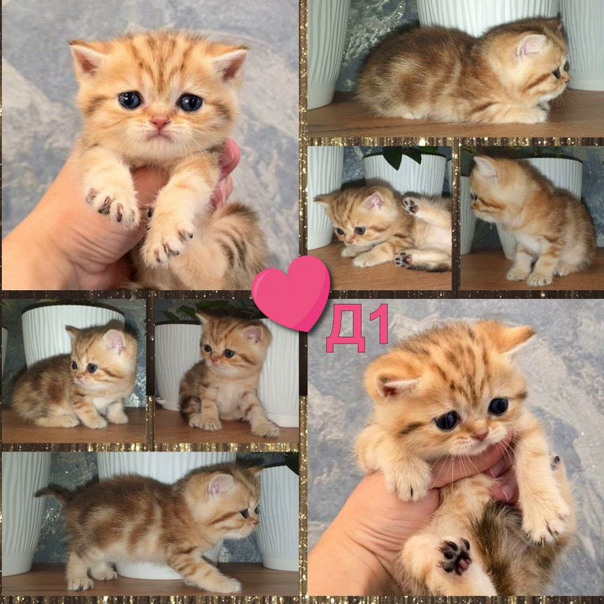 Шотландские котята