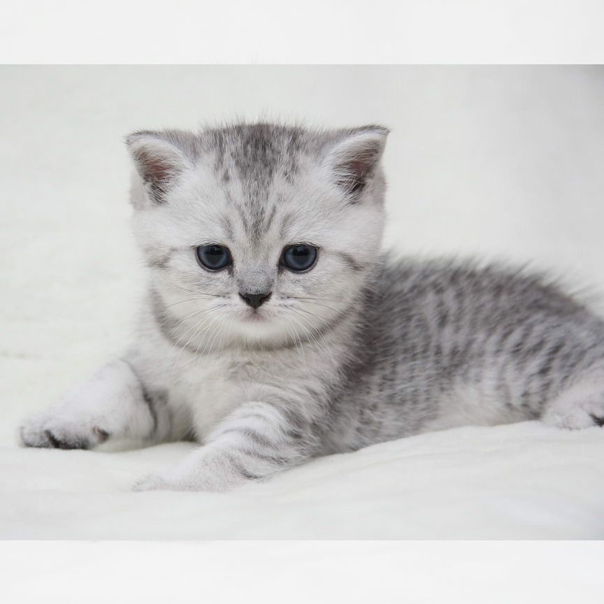 Шотландский прямоухий короткошёрстный котёнок