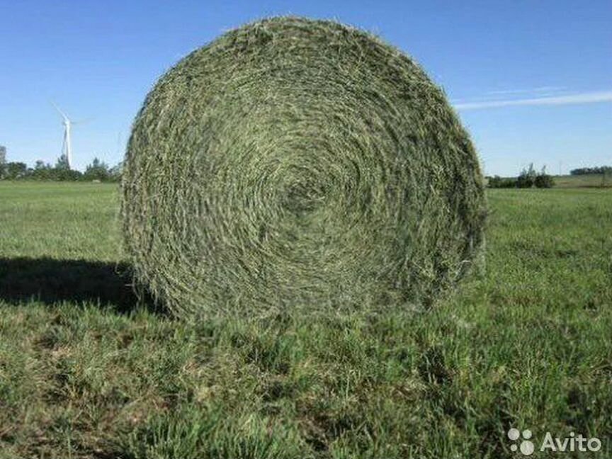 Сено люцерны