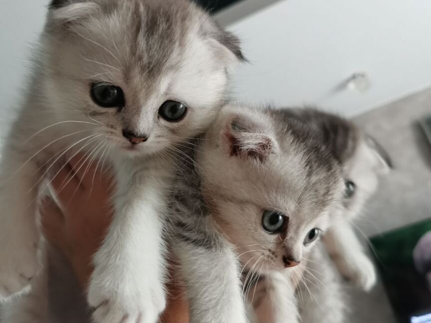 Шотландские вислоухие котята