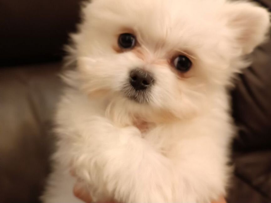 Мальтийская болонка