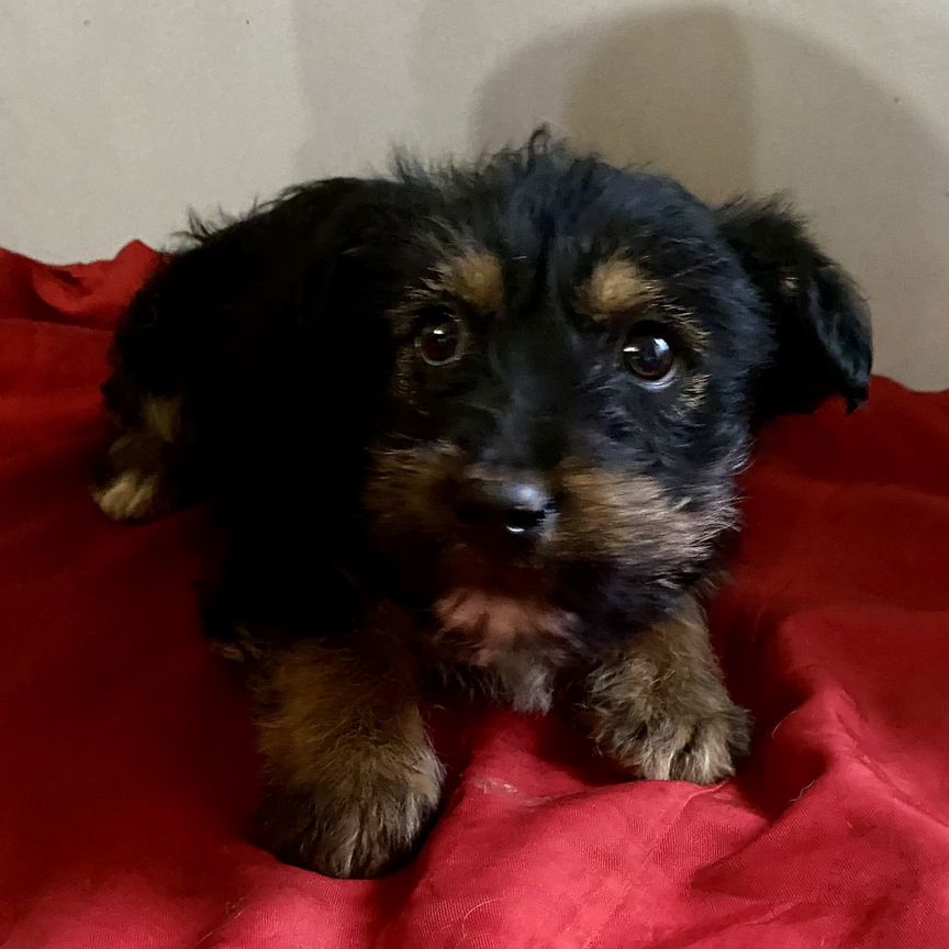 Щенок в добрые руки