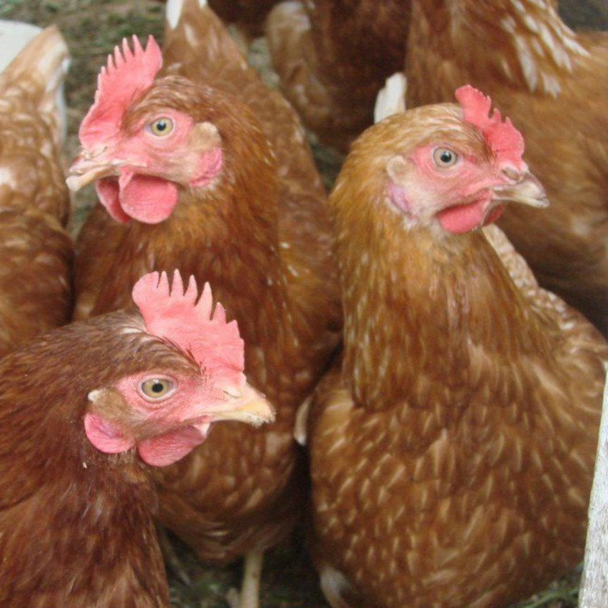 Куры несушки