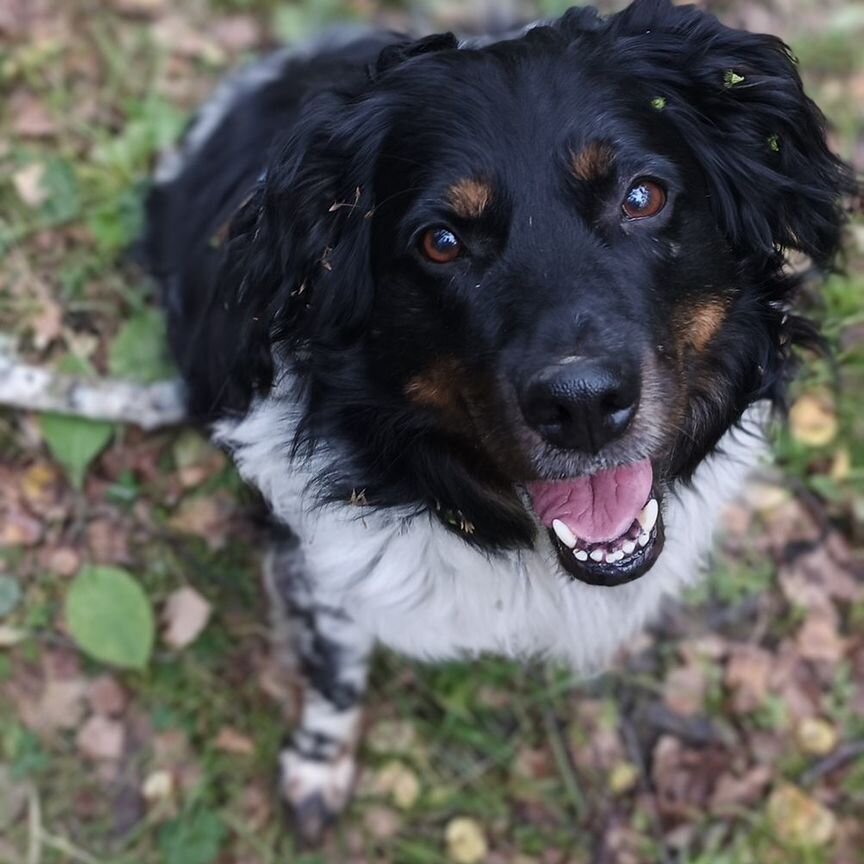 Взрослый пёс в добрые руки