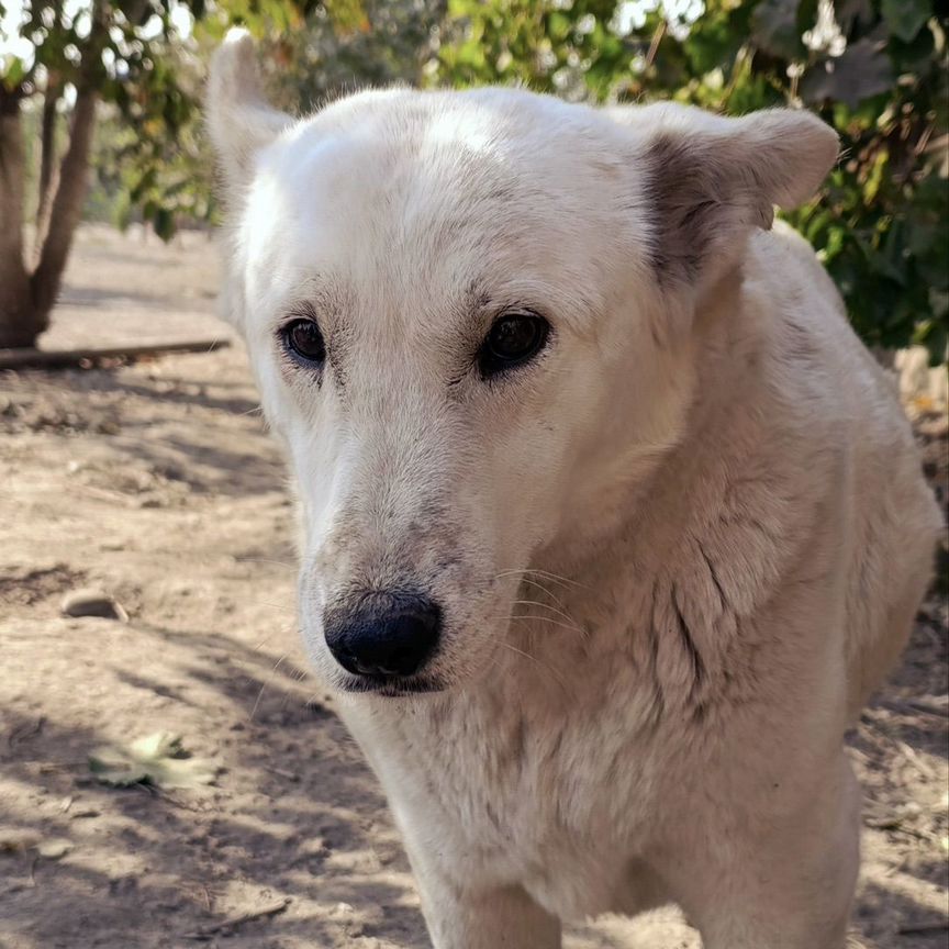 Взрослая собака в добрые руки