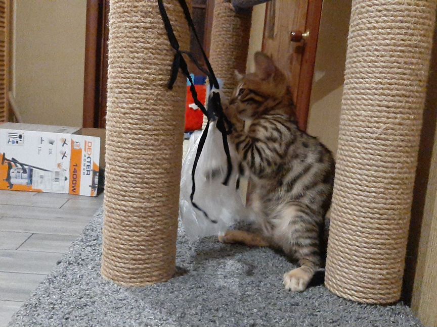 Бенгальская кошка