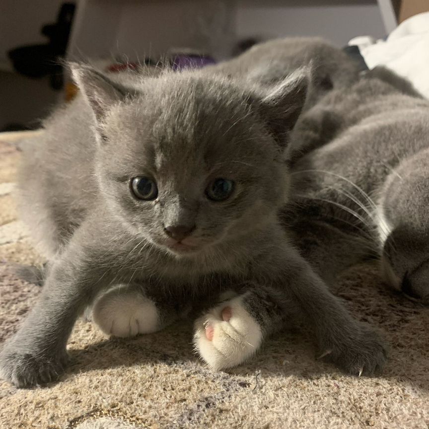 Котята