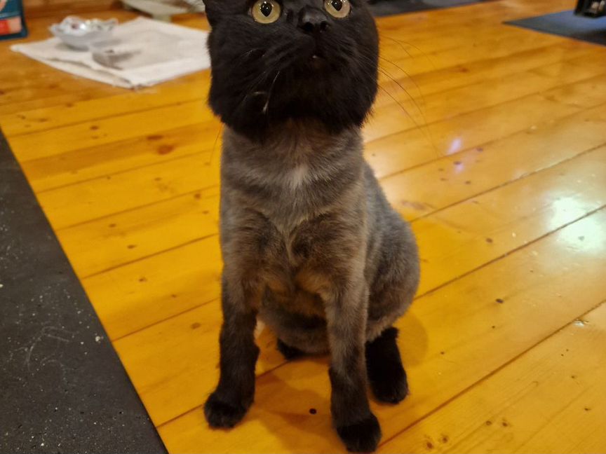 Кот