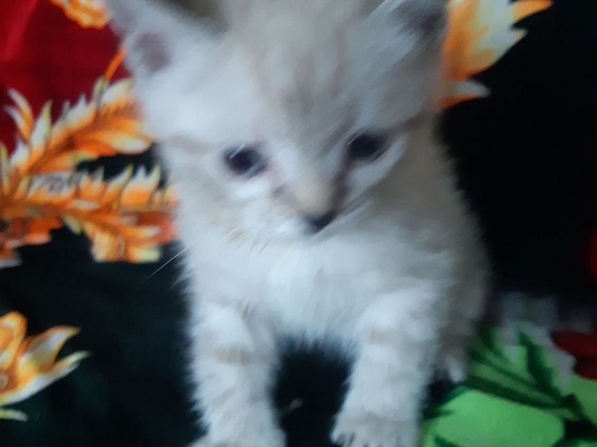 Котята в добрые руки приучены к лотку
