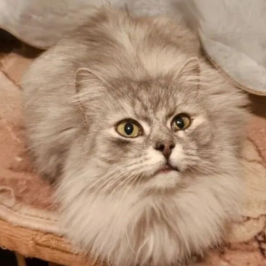 Кошечка в добрые руки бесплатно
