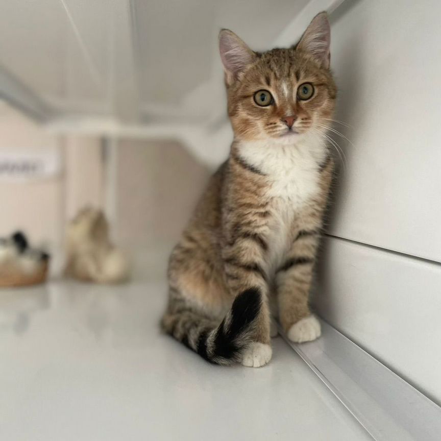 Котенок в добрые руки