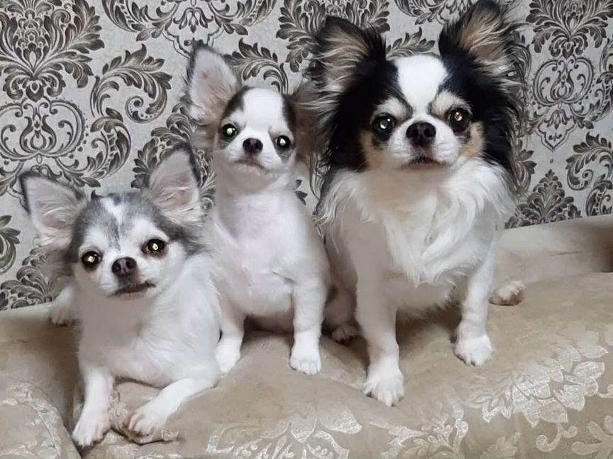 Нереальный красавчик