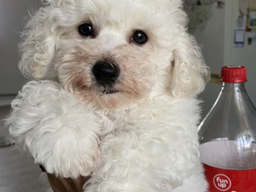 Бишон фризе