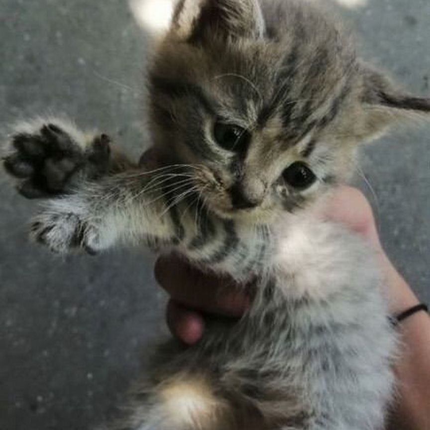 Котята в добрые руки