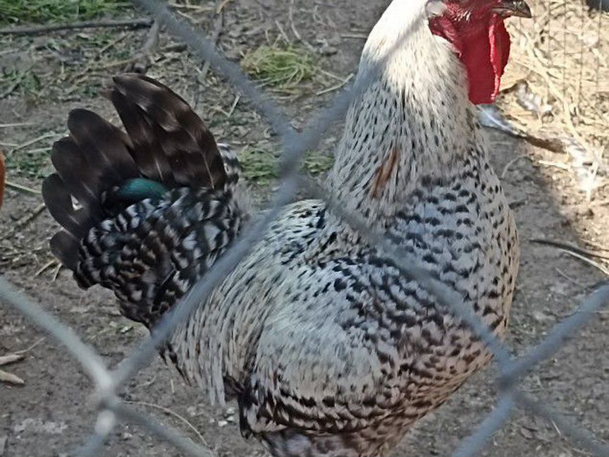 Молодые петухи