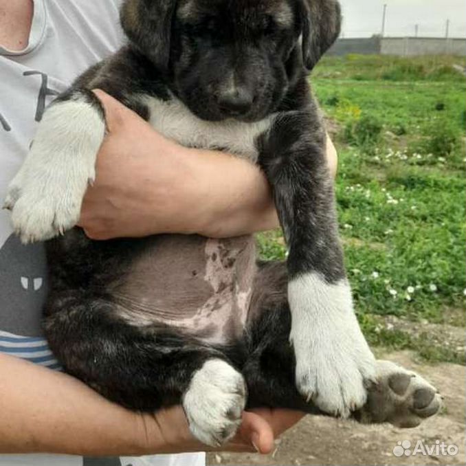 Очень крупные щенки