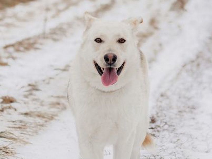Мальчишечья нежность. Алай