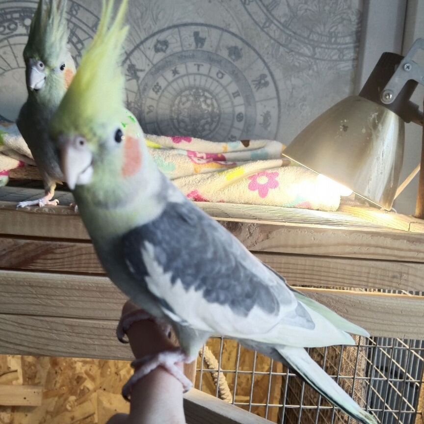 Пара корелл (один говорящий) с клеткой