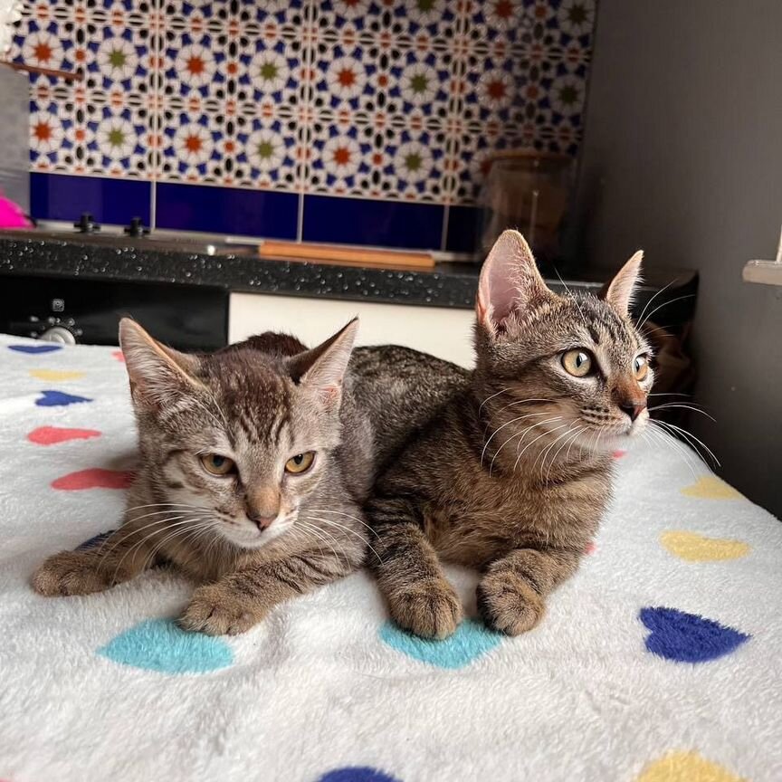 Котята мальчики 2,5 месяца