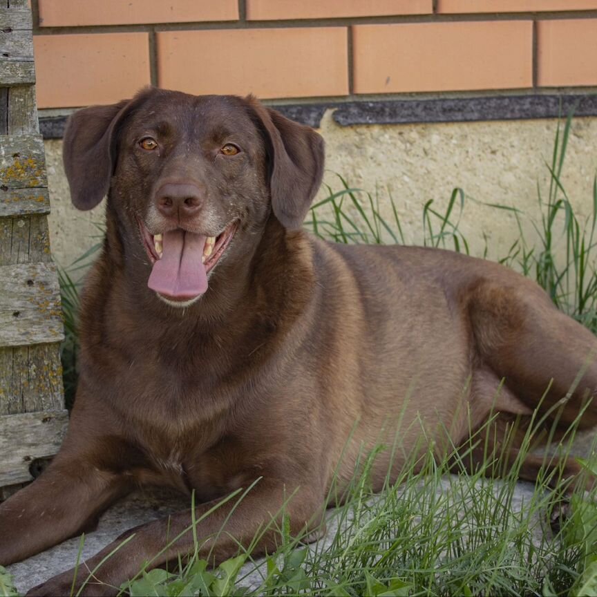 Ищем Лизе хорошую семью