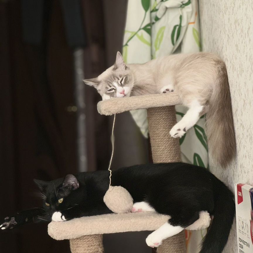 Кот и кошка