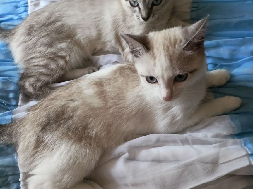 Котята в добрые руки бесплатно
