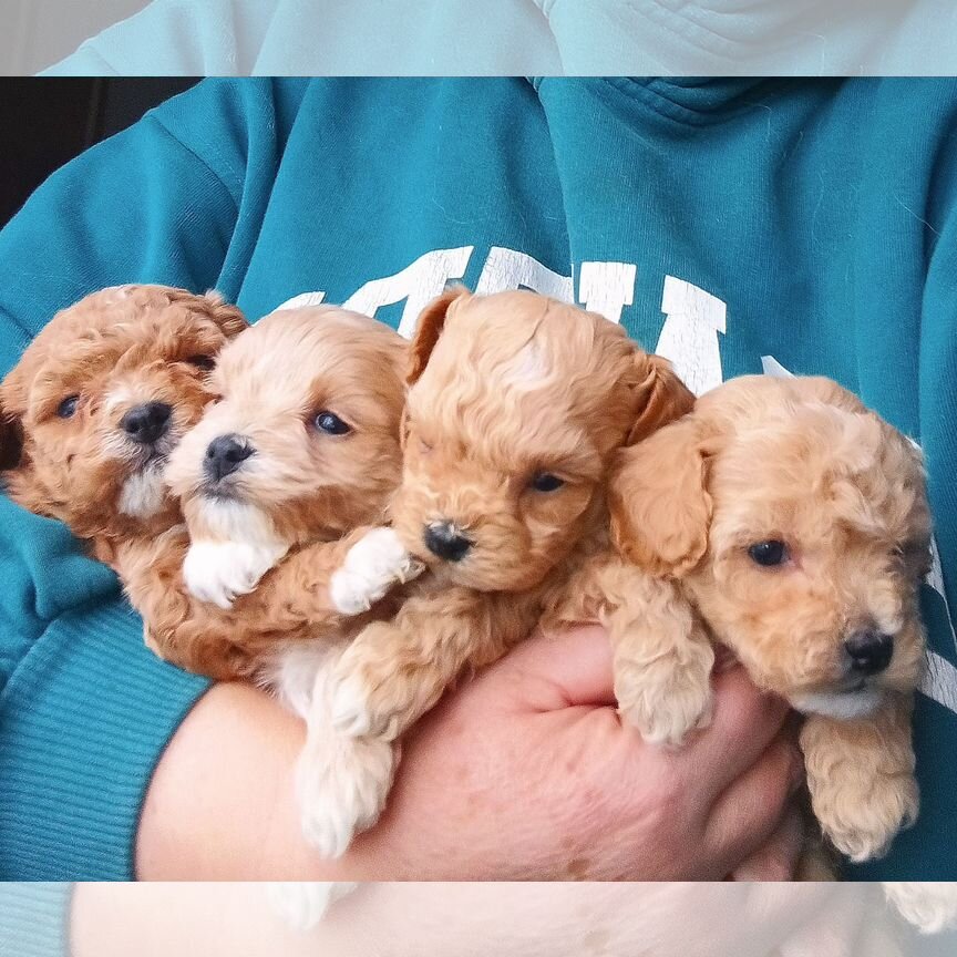 Мальтипу, щенок