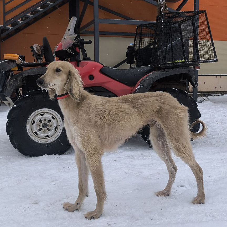 Тазы кобель (казахская, среднеазиатская борзая)