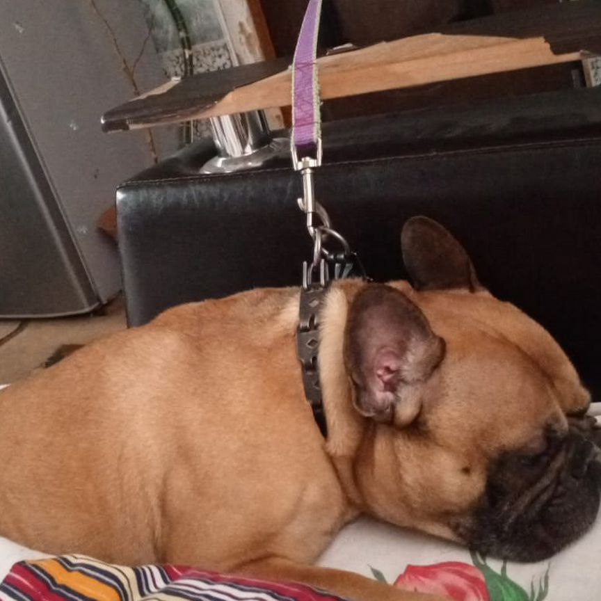 Французский бульдог