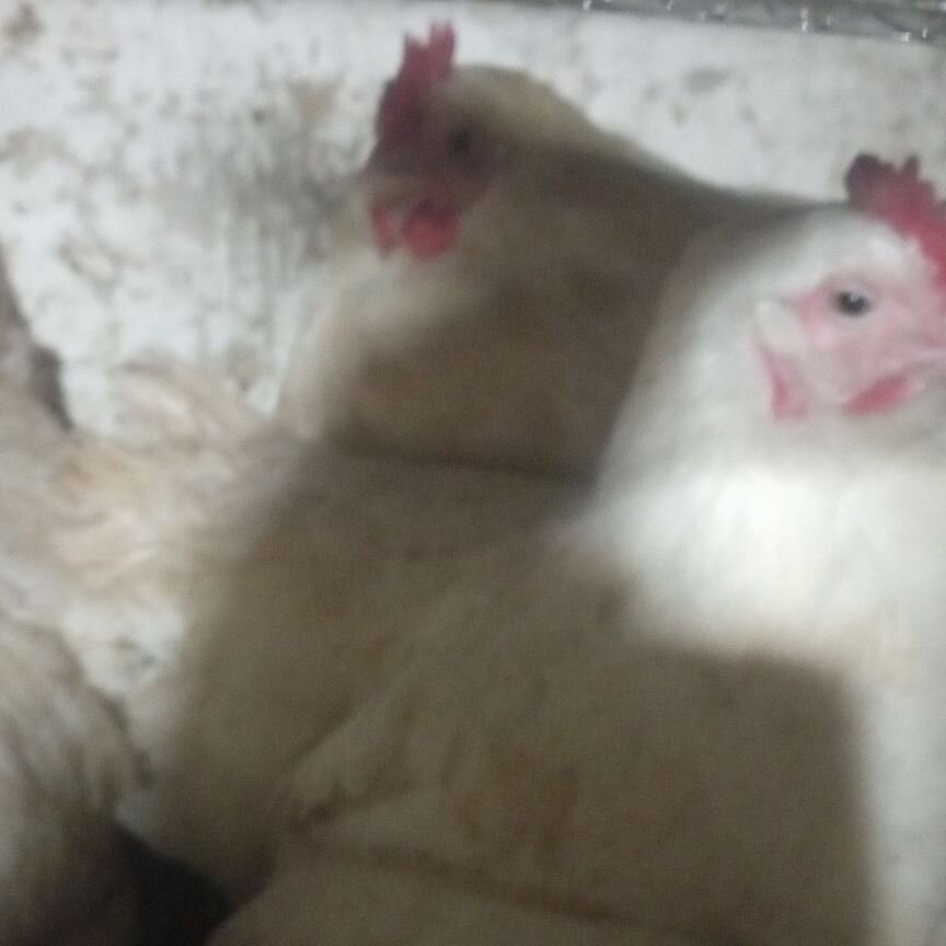 Куры несушки продам