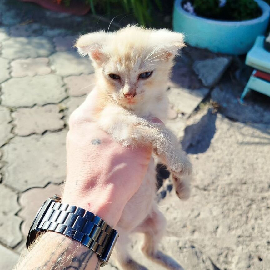 Шотландский вислоухий короткошёрстный котёнок