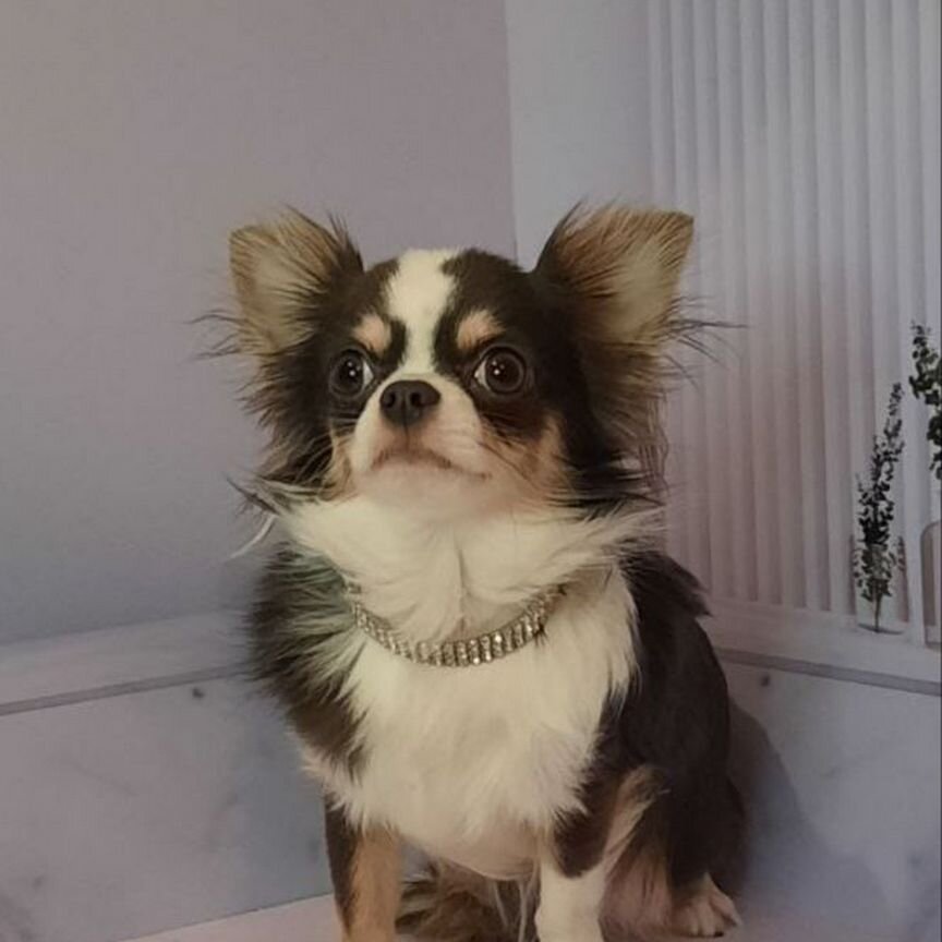 Чихуахуа голубой триколор кобель для вязки