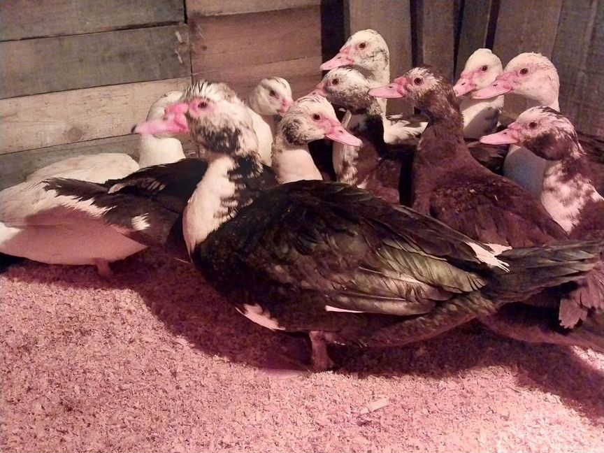 Селезень индоутки бесплатно