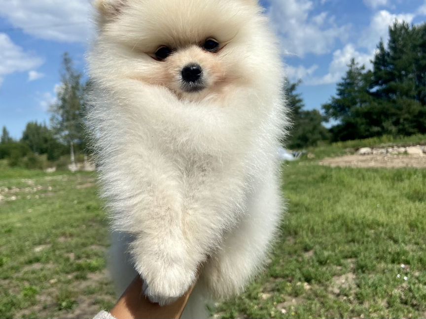 Померанский шпиц мини девочка белый кремовый