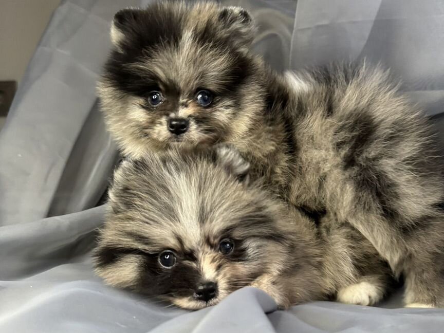 Шпиц с окрасом Мерле