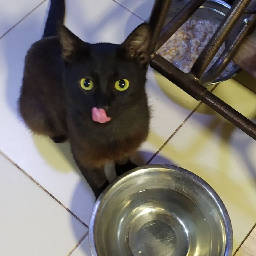 Кузенька из приюта ищет дом