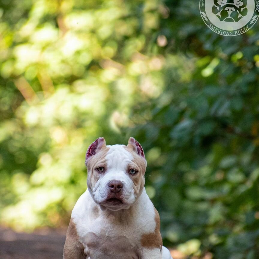 Щенок Американский булли