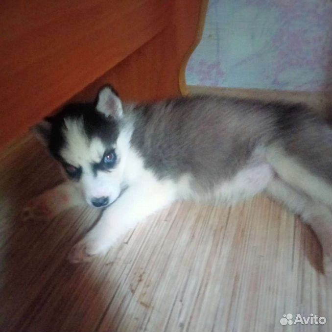Фенотип хаски