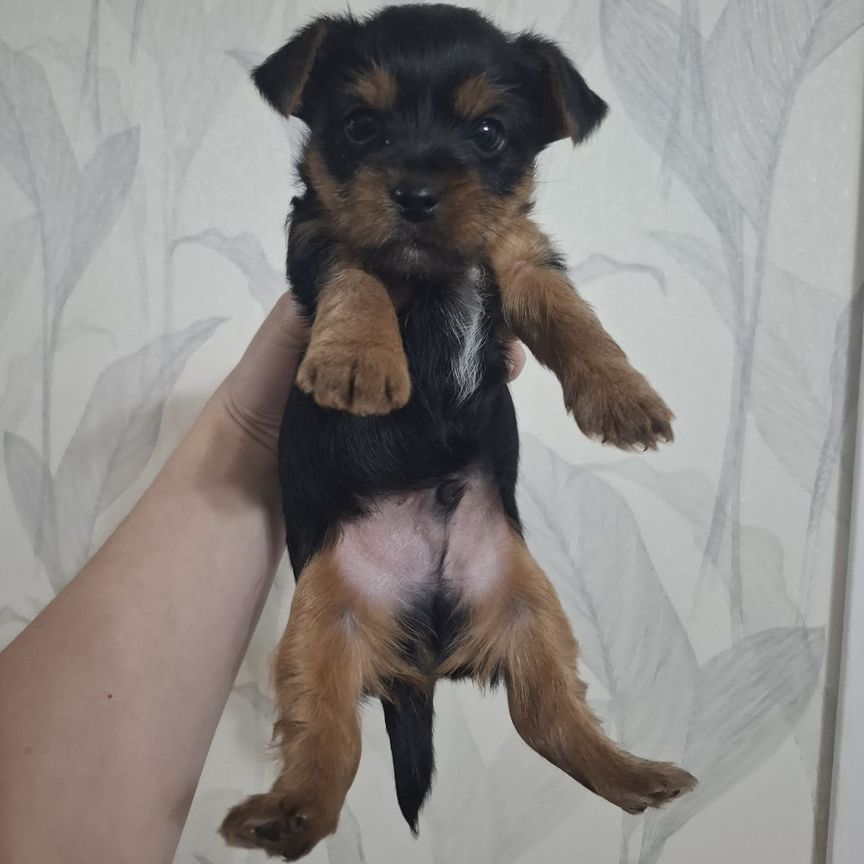 Йоркширский терьер