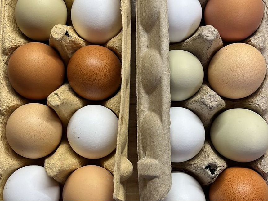 Инкубационное яйцо брама и помесь