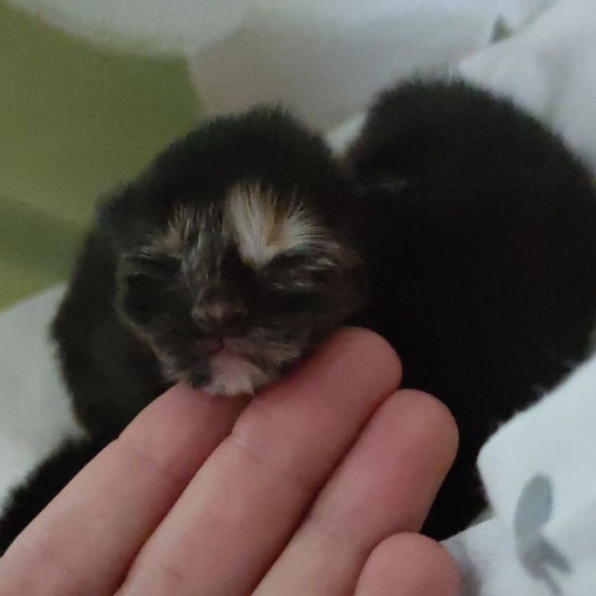 Котики бесплатно маленький