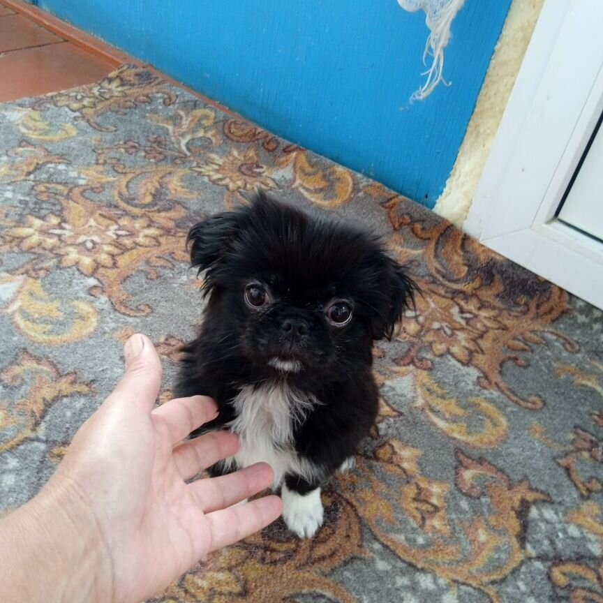 Мальчик Пекинес