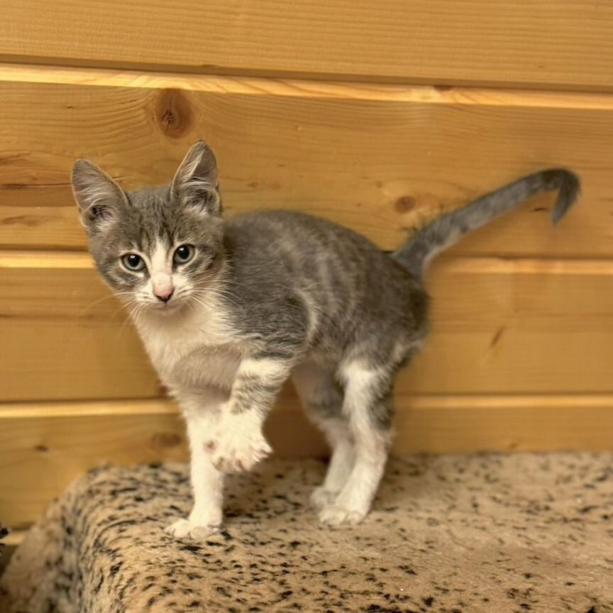 Котенок мальчик